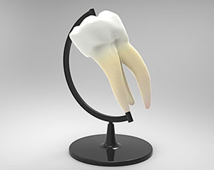 La dent : composition, forme et fonction - Orthodontie Valence